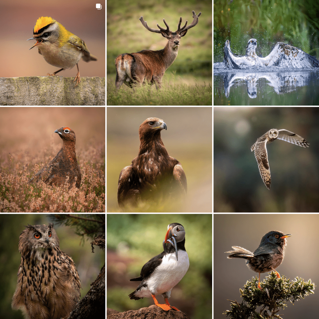 Paul Browning Photography - WILDLIFE . MACRO . LANDSCAPES